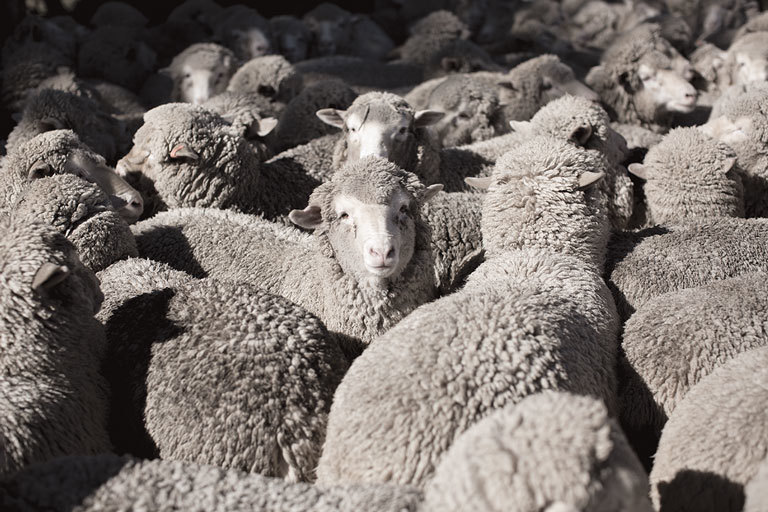 Mulesing : ce que cela signifie et comment l’éviter Bächli Sports de ...