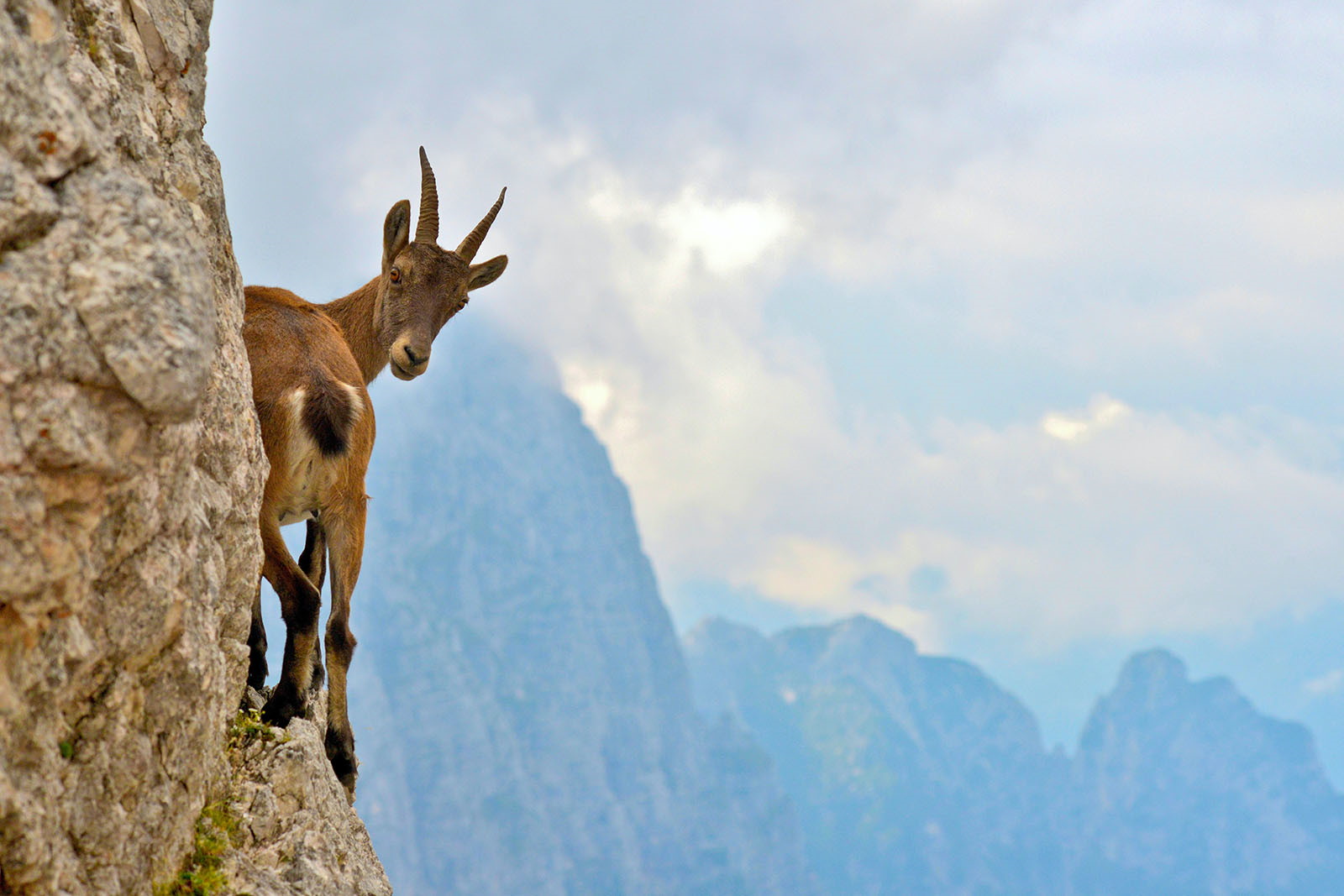 Auf Beobachtungstour im Tierreich der Alpen Bächli Bergsport